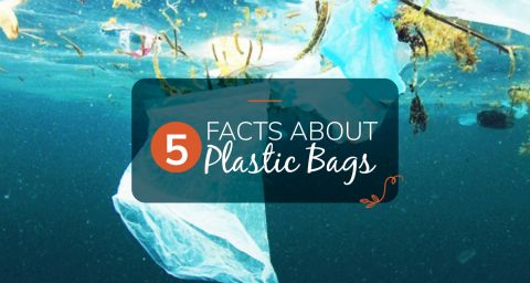5 Facts About Plastic Bags | Ecology PKG